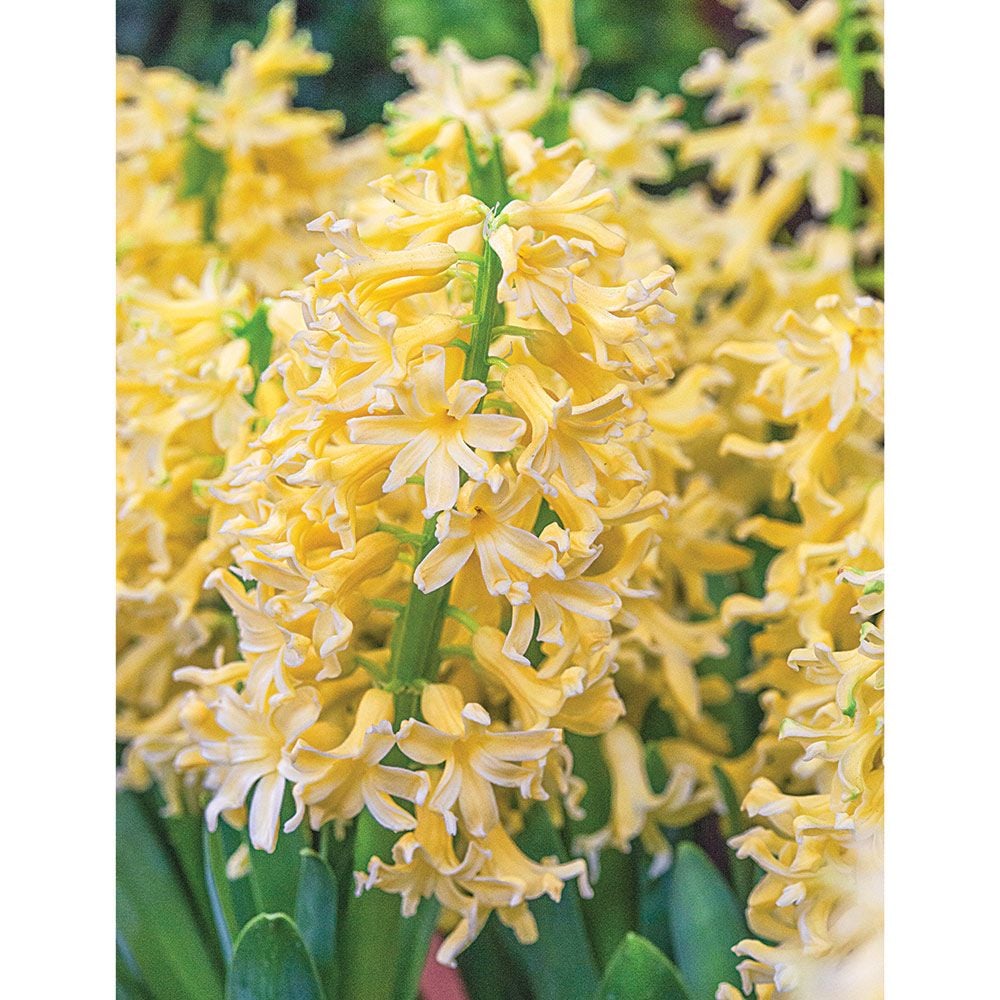 Hyacinthus orientalis 'Yellowstone' | White Flower Farm