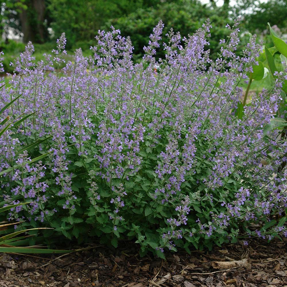 Junior Walker Catmint Care at Jennifer Lyman blog