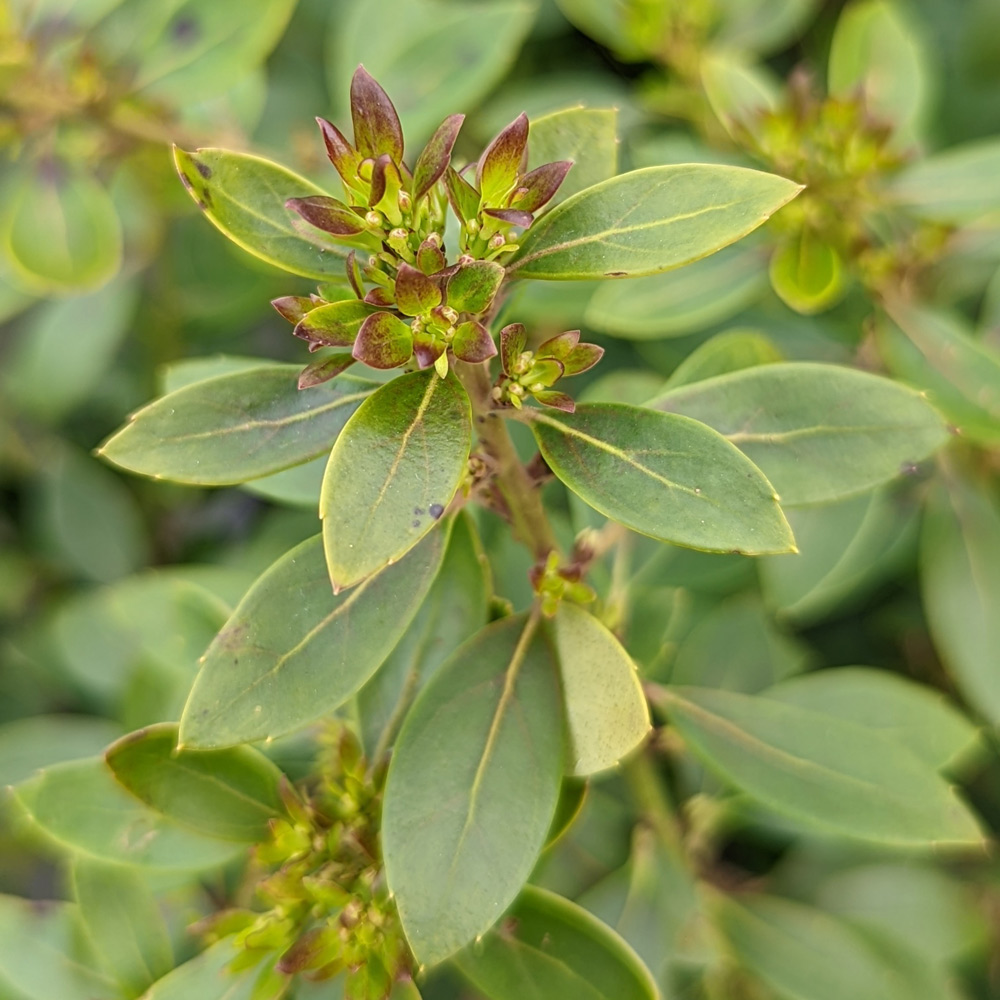Ilex Glabra Forever Emerald White Flower Farm