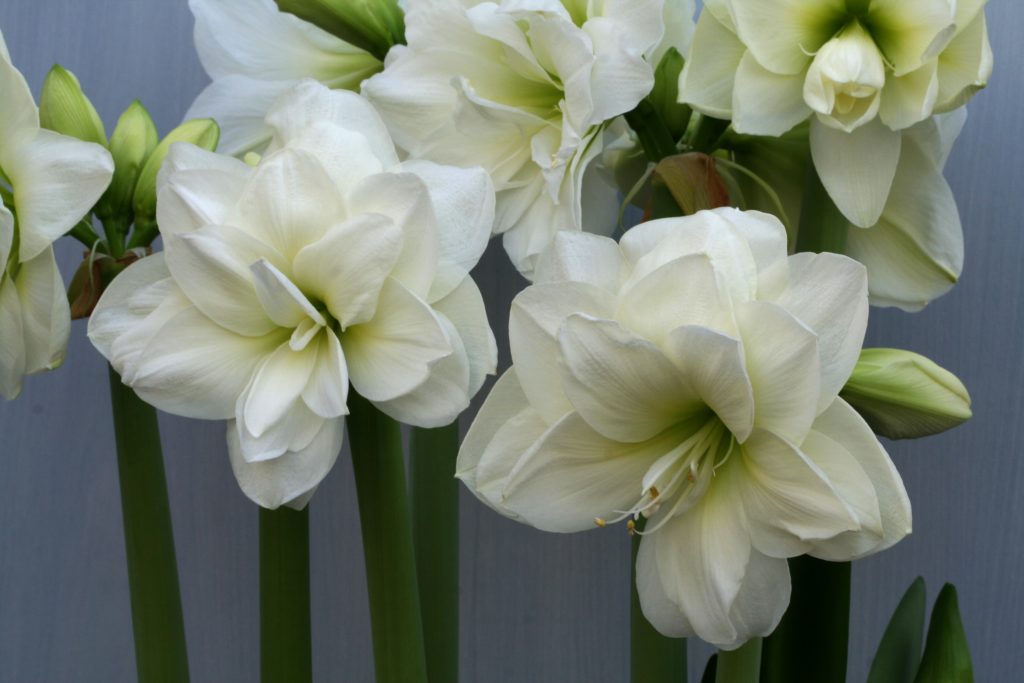 Staff Members Choose Their Favorite Amaryllis - White Flower Farm's blog