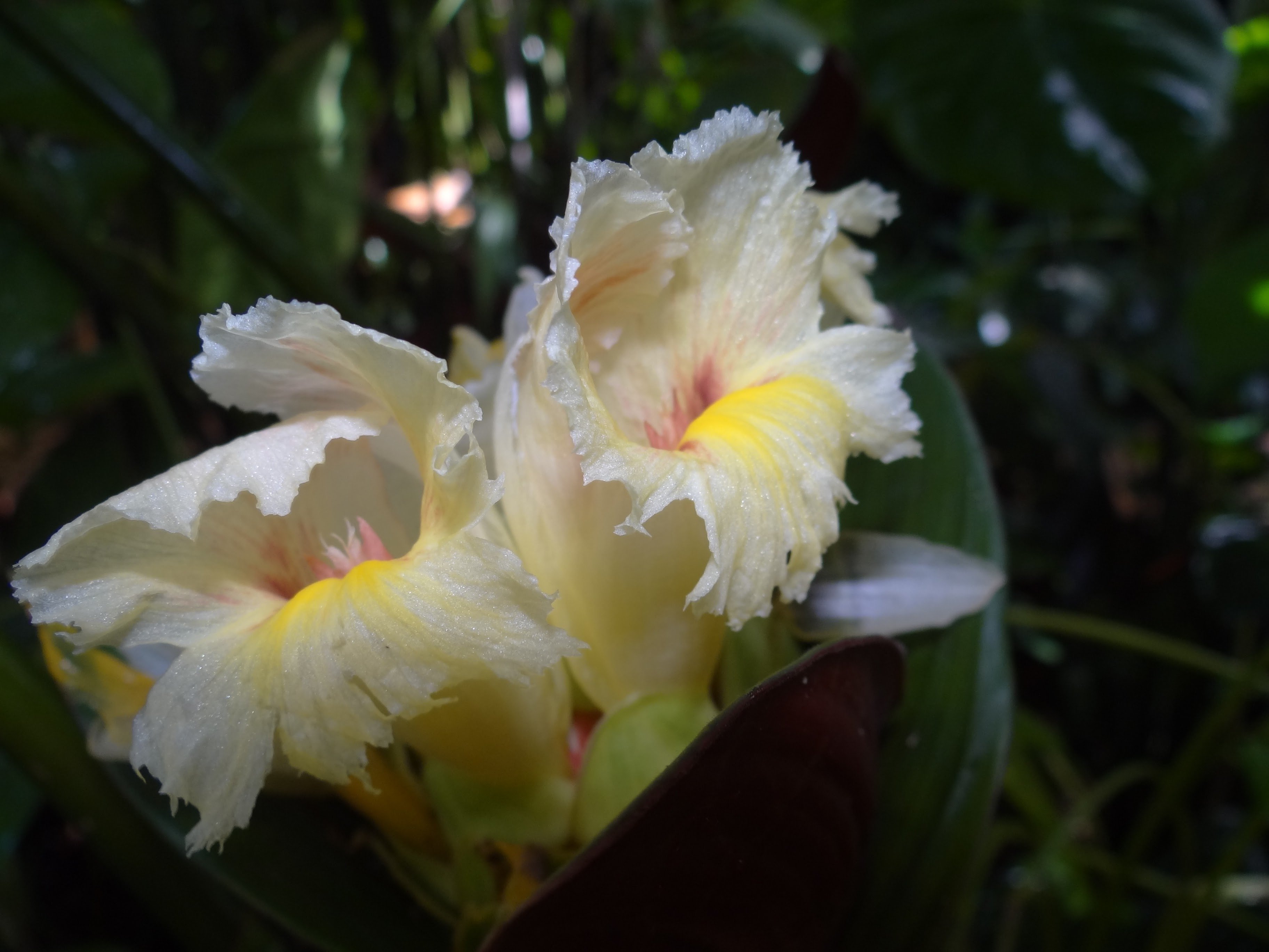 In Snow-Covered New England, We Dream of a Tropical Paradise - White ...