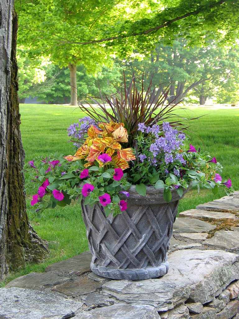 Create Beautiful, Successful Patio Pots - White Flower Farm's blog