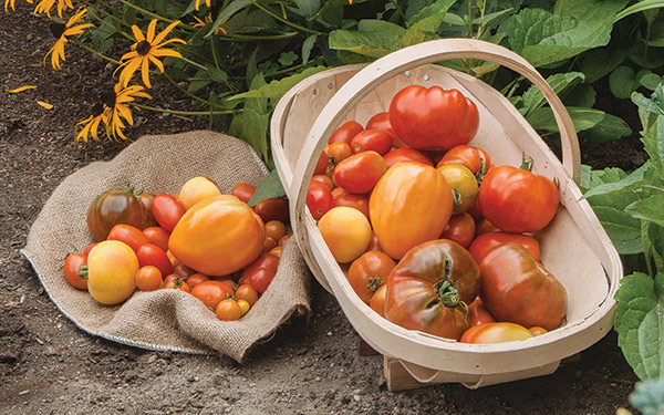 Grow Your Own Sun-Ripened Tomatoes - White Flower Farm's blog