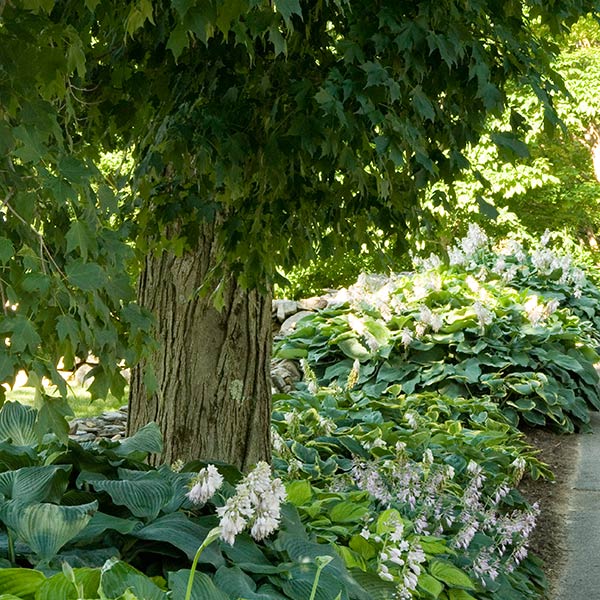 Down on the Farm - White Flower Farm's blog