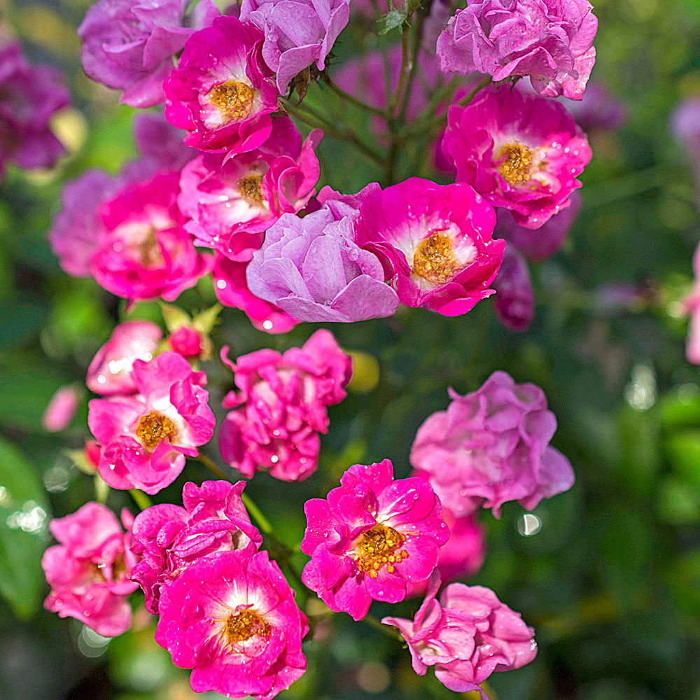 Growing Roses Is Easier Than Ever - White Flower Farm's blog