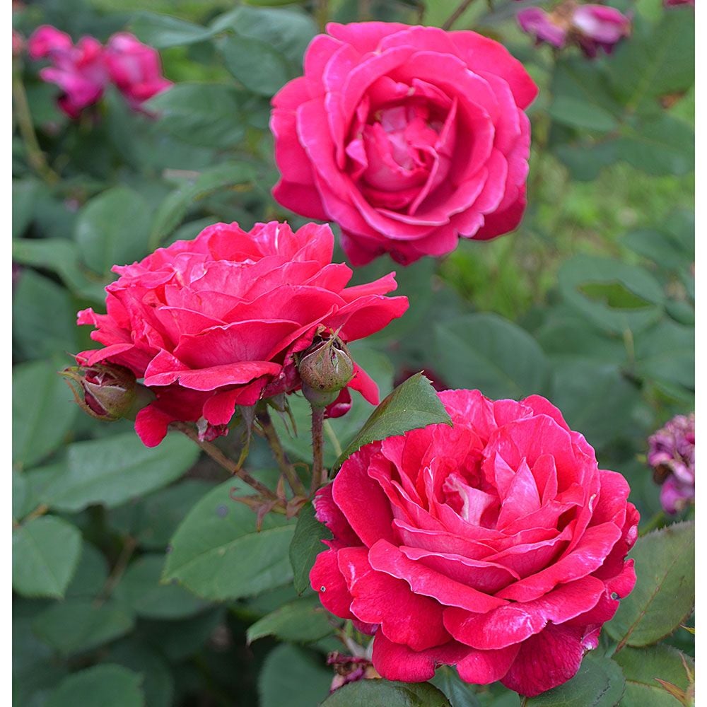 Fragrant Shrubs Perfume Your Garden From Spring to Fall - White Flower ...