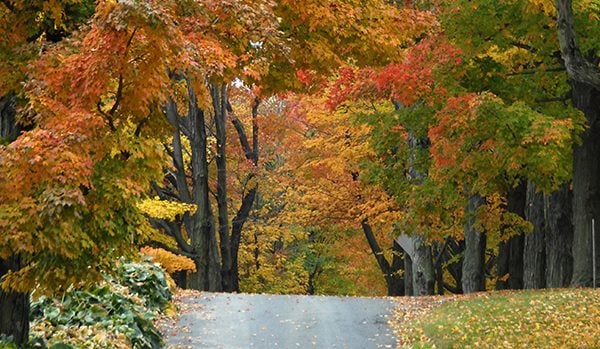 Down on the Farm: A Lovely, Busy Autumn - White Flower Farm's blog