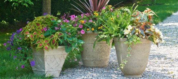 10 Tips for Creating Successful Patio Pot Combinations - White Flower ...