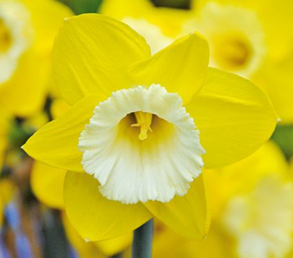 Weatherproof Large-Cupped Daffodil Mix | White Flower Farm