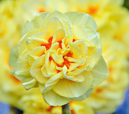 Double Daffodil Mix | White Flower Farm