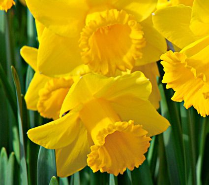 Narcissus Arkle | White Flower Farm