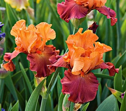 All Fall Shipped Iris | White Flower Farm
