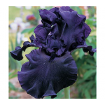Iris, Iris Bulbs & More | White Flower Farm