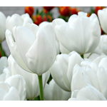 Tulip Palmyra | White Flower Farm