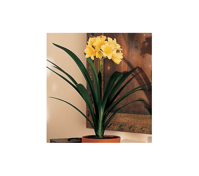 Clivia miniata Krugerrand Strain in terracotta pot with saucer | White Flower Farm