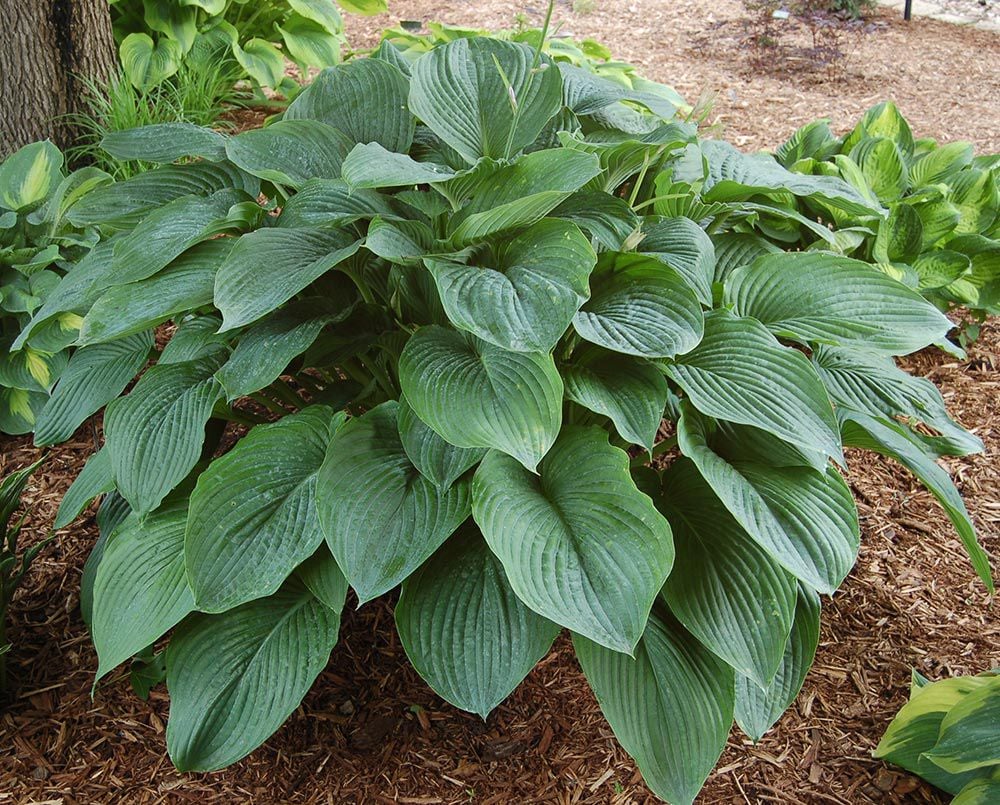 Hosta Empress Wu | White Flower Farm