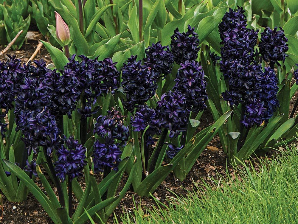 Hyacinthus orientalis 'Dark Dimension' | White Flower Farm