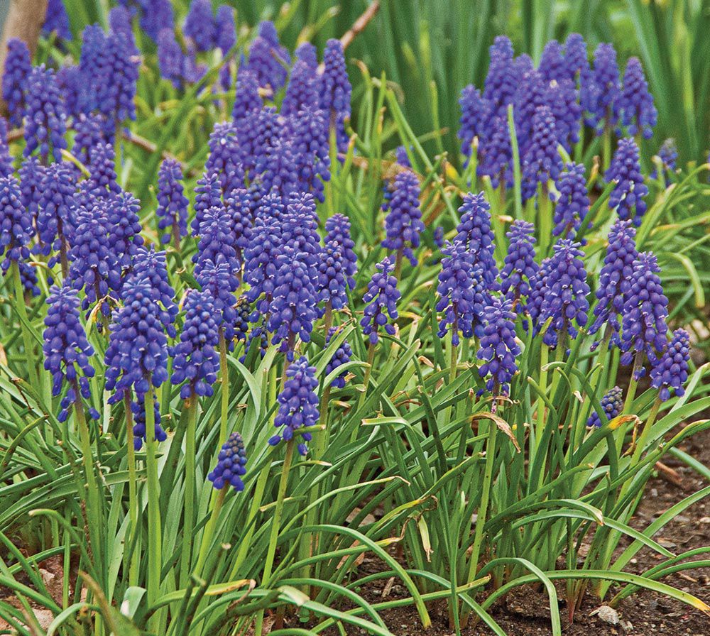 Muscari armeniacum | White Flower Farm
