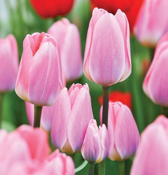 Spring Brights Darwin Hybrid Tulip Mix | White Flower Farm