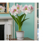 Amaryllis Candy Amadeus | White Flower Farm
