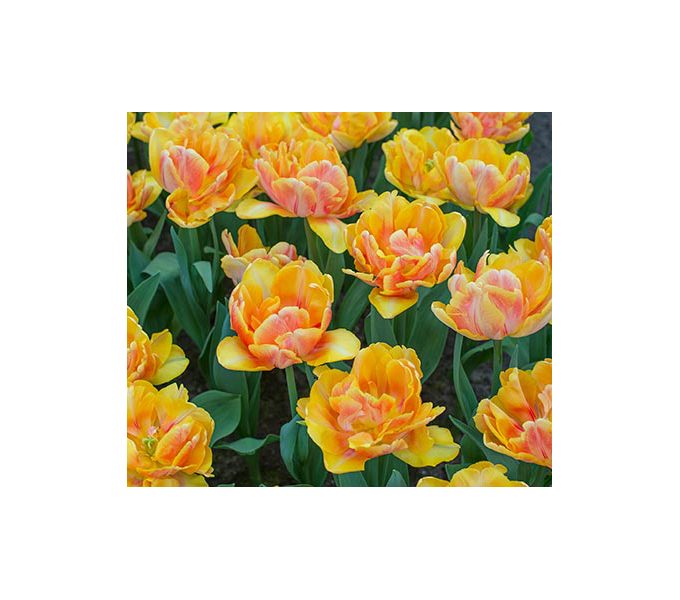 Foxtrot Duo Tulip Collection | White Flower Farm