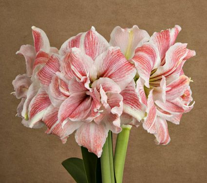 Amaryllis First Love | White Flower Farm