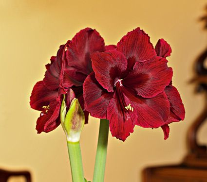 Amaryllis Red Pearl | White Flower Farm
