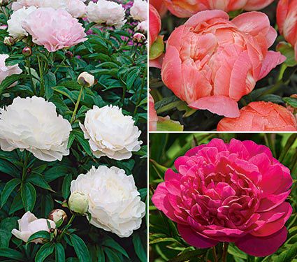 Award-Winning Peony Trio | White Flower Farm