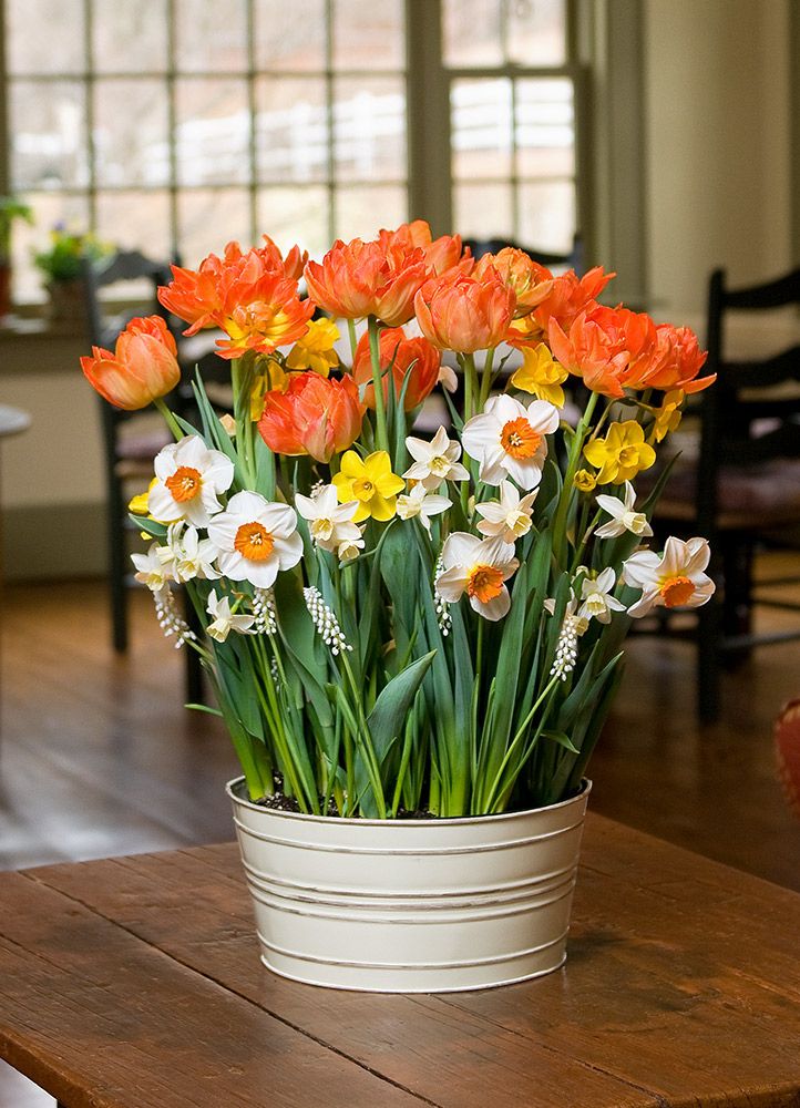 Apricot Marmalade Bulb Collection, 40 bulbs in 10" metal cachepot ...