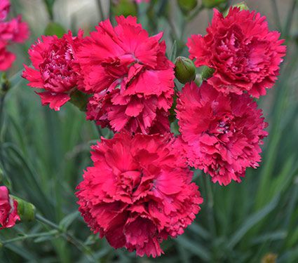 Dianthus Fruit Punch® 'Cranberry Cocktail' | White Flower Farm