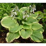 Hosta, Hosta Varieties & More | White Flower Farm