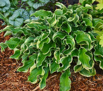 Hosta Shadowland® 'Wheee!' | White Flower Farm