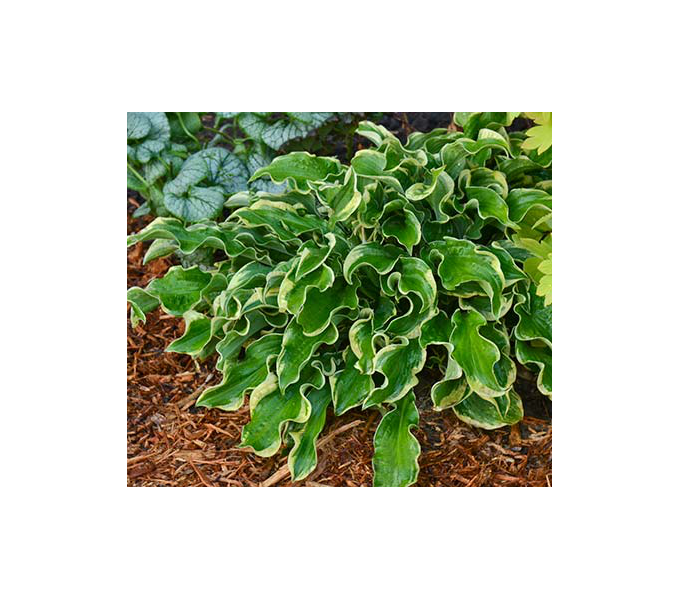 Hosta Shadowland® 'Wheee!' | White Flower Farm