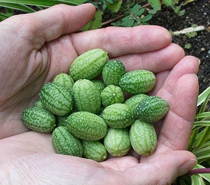 Cucamelon Mexican Sour Gherkin | White Flower Farm