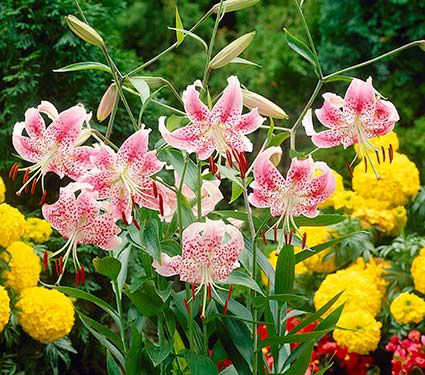 Lilium speciosum 'Uchida' | White Flower Farm