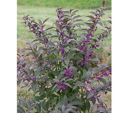 Callicarpa Purple Pearls® | White Flower Farm