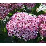 Snowball Hydrangeas | White Flower Farm