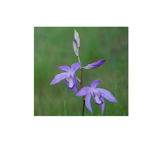 Bletilla striata 'Soryu' | White Flower Farm