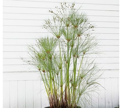 Cyperus Nile Princess™ | White Flower Farm