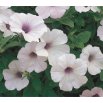 Wave® Petunias | White Flower Farm