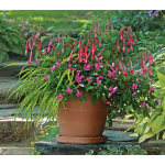 Annual Container Designs | White Flower Farm