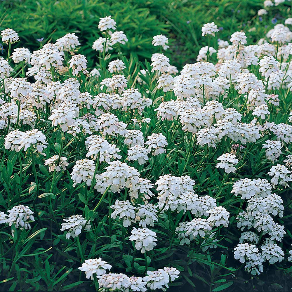 Iberis sempervirens 'Snowflake' | White Flower Farm