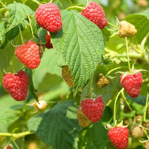 Raspberry Sampler | White Flower Farm