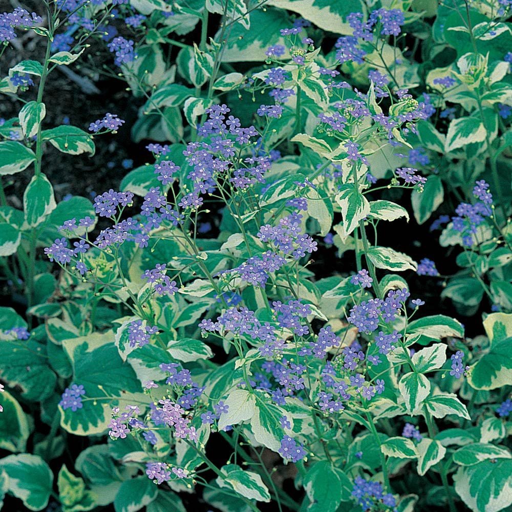 Brunnera macrophylla 'Variegata' | White Flower Farm