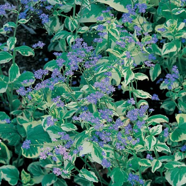 Brunnera macrophylla 'Variegata' | White Flower Farm