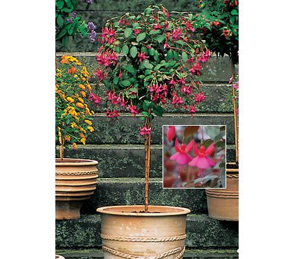 Fuchsia 'Display' Topiary | White Flower Farm