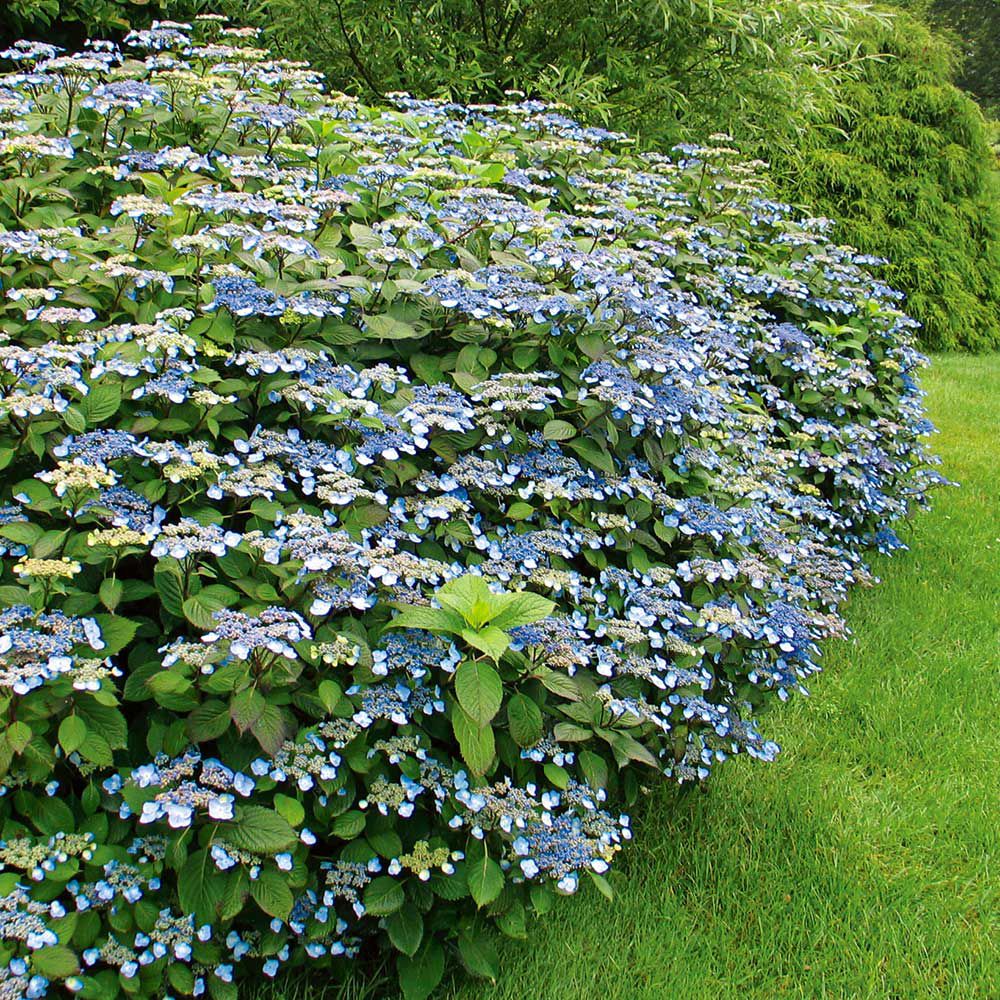 Hydrangea serrata | White Flower Farm