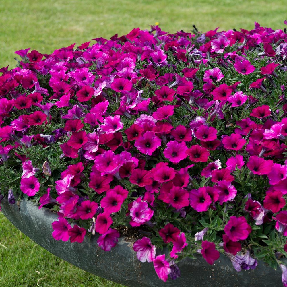 Petunia Sanguna® Purple | White Flower Farm