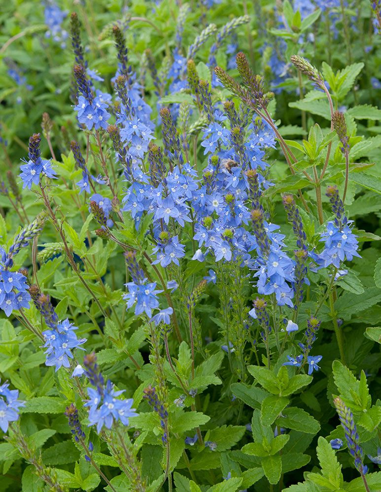 Veronica austriaca subsp. teucrium 'Royal Blue' | White Flower Farm