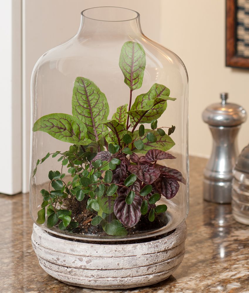 Terrariums | Whitel Flower Farm
